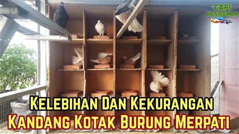Kelebihan Dan Kekurangan Kandang Kotak System Koloni Burung Merpati