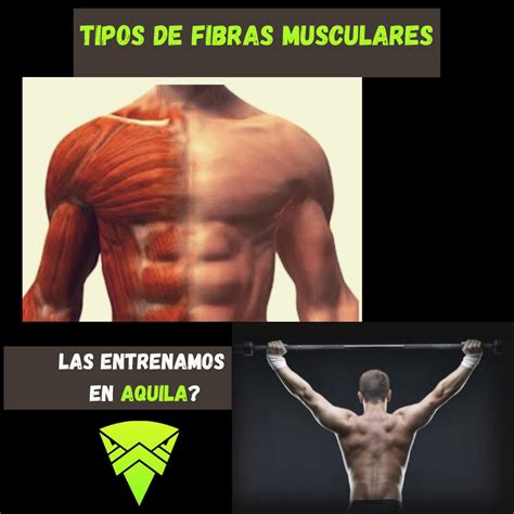 Tipos De Fibras Musculares Aquila We Are Fitness