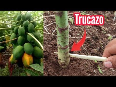 Lechosa O Papaya Trucazo Para Que No Cresca Mucho Frutos De Papaya