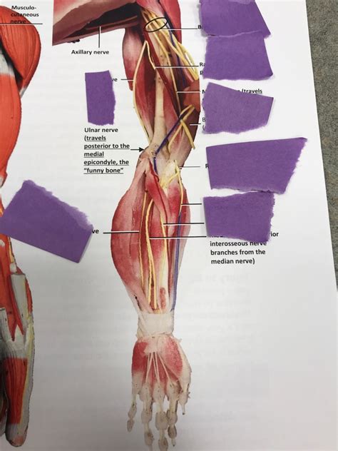 Brachial Plexus And Branches In Human Arm Diagram Quizlet