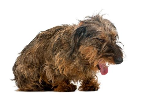 9 Remedios Caseros Para La Tos De Mi Perro Soluciones