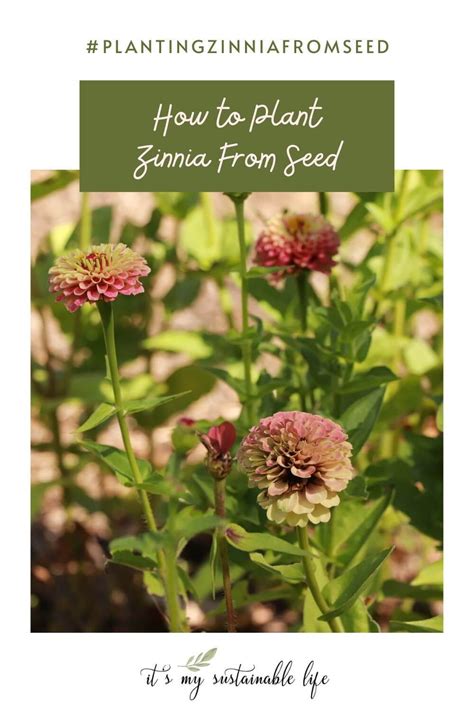 How To Plant Zinnia From Seed Plants Organic Gardening Pest Control