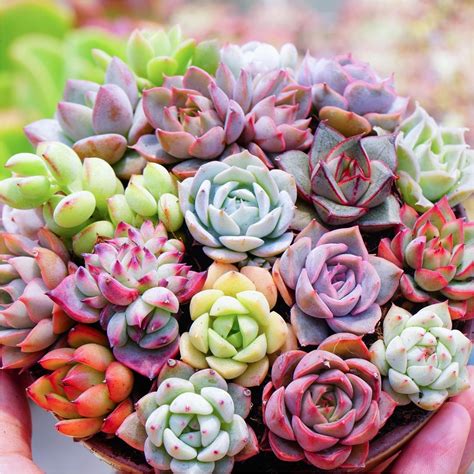 Amazon Mixed Succulent Seeds Succulent Plant Seeds Colorful