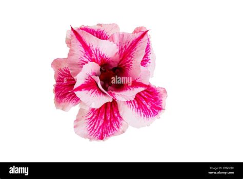 Single Beautiful Blooming Tropical Flower Pink Adenium Desert Rose