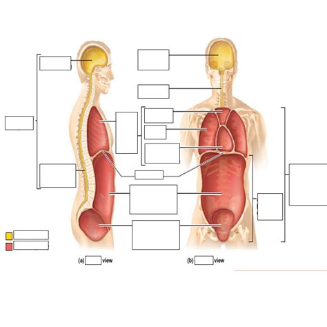 Dorsal And Ventral Body Cavities And Their Subdivisions Diagram Quizlet