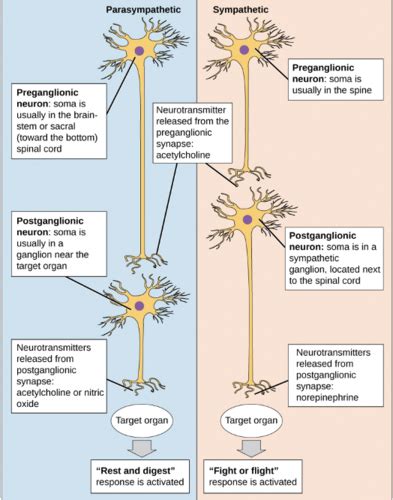 Physiology Autonomic Nervous System Flashcards Quizlet