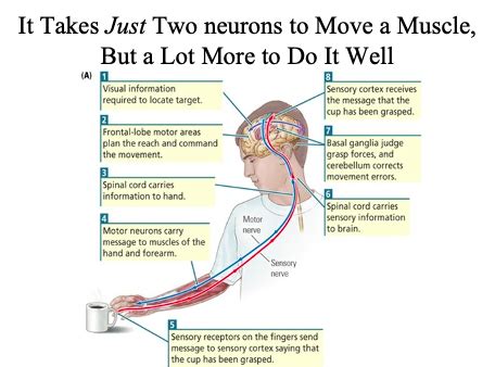 Rehab Motor Systems Flashcards Quizlet