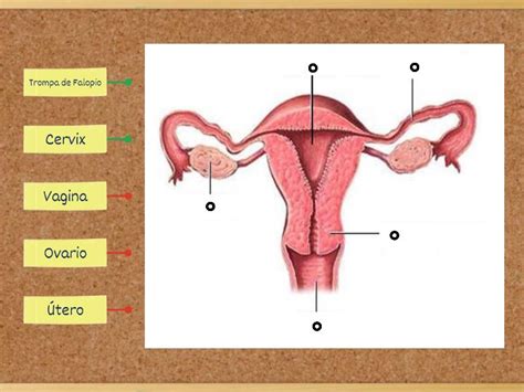 Estructuras Internas Aparato Reproductor Femenino Labelled Diagram