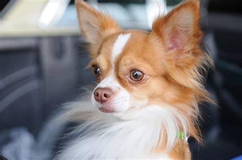 Wie Kann Hombre Einen Chihuahua Erziehen