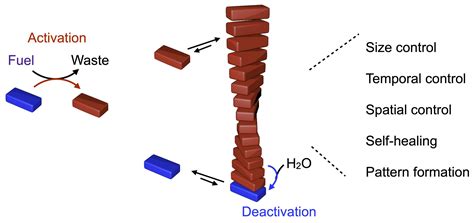 Chemically Fueled Self Assembly BoekhovenLab