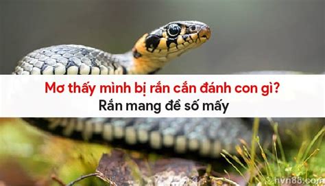 Mơ thấy mình bị rắn cắn đánh con gì Rắn mang đề số mấy