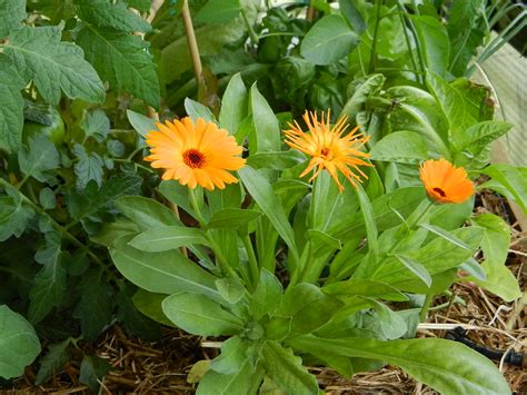 Details 100 Imagen Las Propiedades De La Calendula Abzlocal Mx