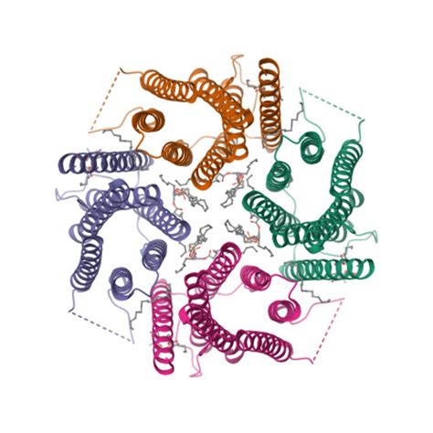 RCSB PDB 7OQZ Cryo EM Structure Of Human TMEM45A