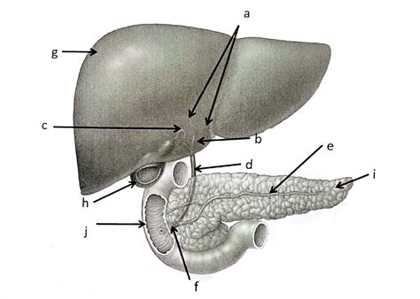 Liver Gall Bladder And Pancreas Diagram Quizlet