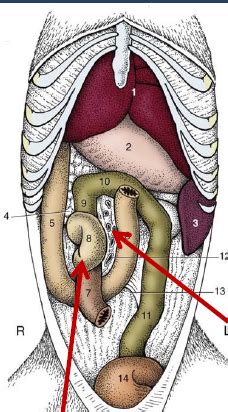 Anatomy Of Midgut And Hindgut Flashcards Quizlet