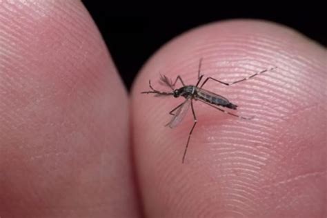 Dengue 2024 bate recorde e número de casos supera os últimos 20 anos