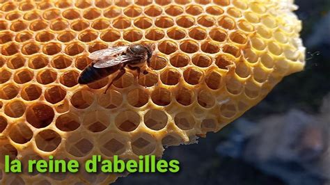 Comment Distinguer Entre Reine D Abeilles Ouvri Res Et Faux Bourdon