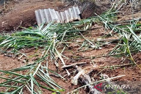Gajah Rusak Puluhan Kelapa Sawit Milik Warga Sungai Mas Aceh Barat