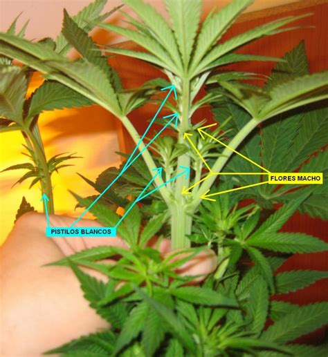 Como Saber Si La Planta De Marihuana Es Macho O Hembra Pollos Hermanos