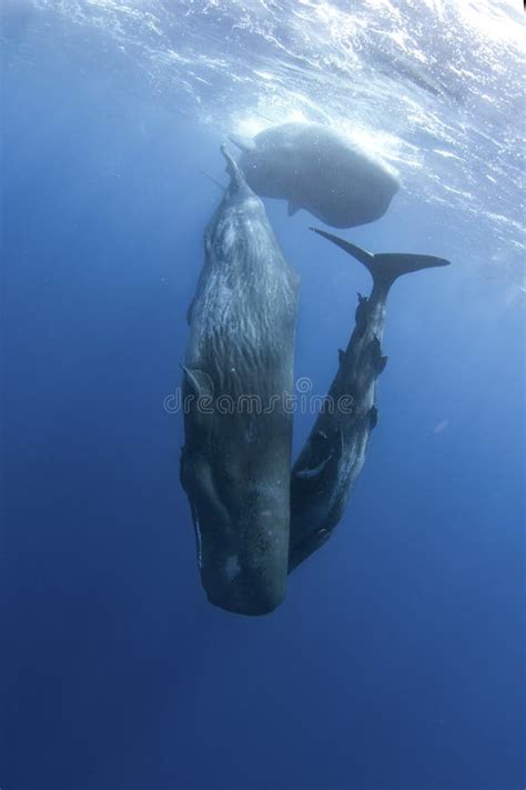 Sperm Whale Cachalot Physeter Macrocephalus Stock Image Image Of
