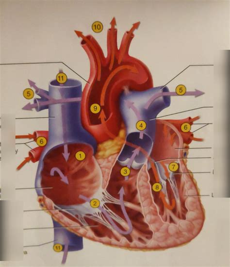 Cardiac Circulation Diagram Quizlet