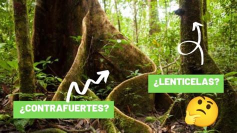 Partes de un árbol y sus funciones Conoce la naturaleza en detalle