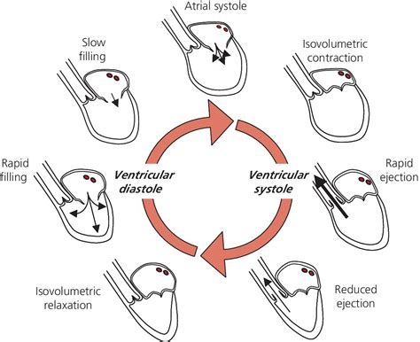 Cardiac Cycle Atrial Systole
