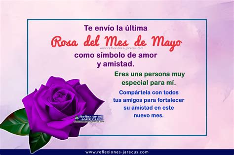Te Envio La Última Rosa Del Mes De Mayo
