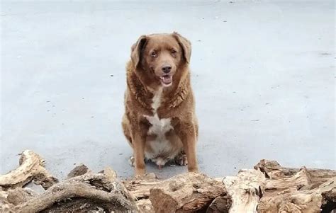 Le plus vieux chien du monde Bobi est mort à l âge de 31 ans
