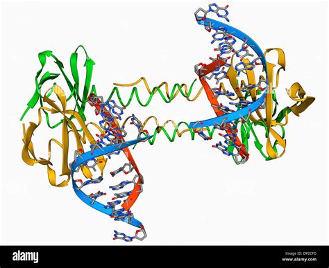 Proteínas de unión al ADN modelo molecular Fotografía de stock Alamy