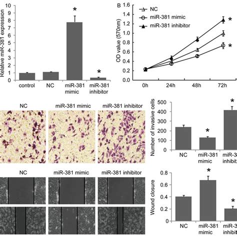 MiR 381 Inhibits The Proliferation Invasion And Migration Of BGC823