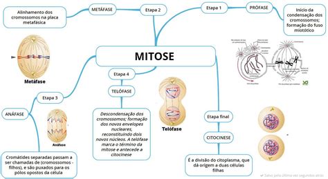 Mapa Mental Sobre Mitose Revoeduca