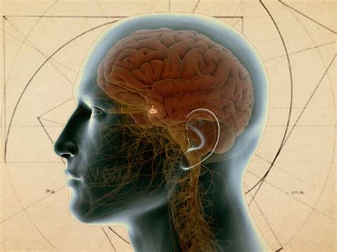 La Gl Ndula Pineal Herramienta De Las Facultades Del Alma