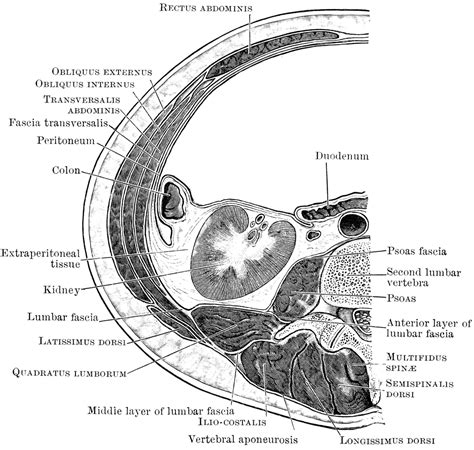 Transverse Section Through ClipArt ETC