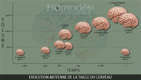 Evolution de la taille du cerveau depuis la préhistoire Évolution