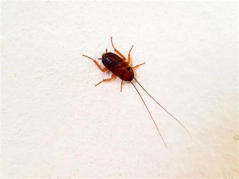 Update Cockroach Wallpaper Super Hot In Cdgdbentre