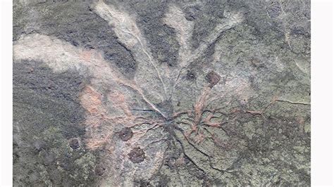 Scoperta Nello Stato Di New York La Foresta Fossile Di 386 Milioni Di