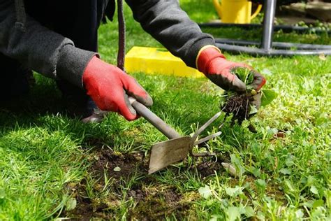 How To Get Rid Of Stickers In Yards And Lawns