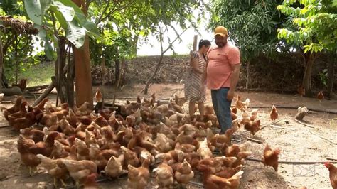 Mirante Rural mostra que criação de galinhas poedeiras muda vida de