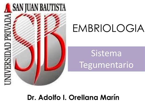 Sistema Tegumentario Ahmed Casana UDocz