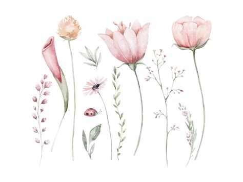 Aquarell Set mit wilden Wiesenblumen Kräutern Blättern Sommerbotanik