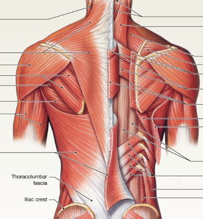 Posterior Thorax Diagram Quizlet