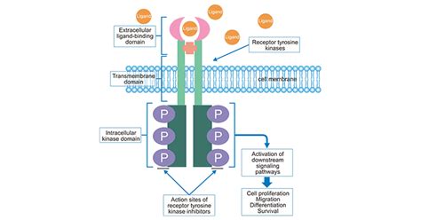 Rtk Signaling Pathway