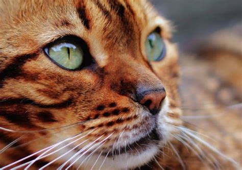 Descubre las increíbles y sorprendentes 12 razas de gatos más exóticas