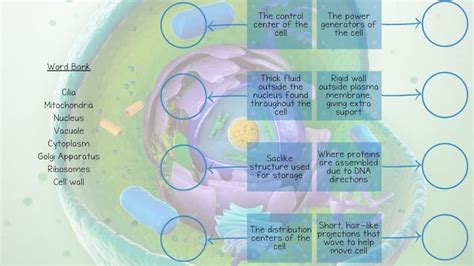 Section Eukaryotic Cell Structure Nitty Gritty Science