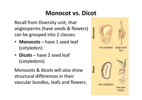 Monocot Vs Dicot