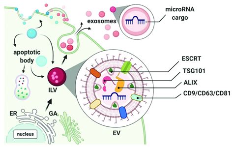Extracellular Vesicle Ev Generation And Secretion Molecules From