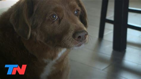 Bobi cumplió de 30 años y es el perro más longevo del mundo YouTube