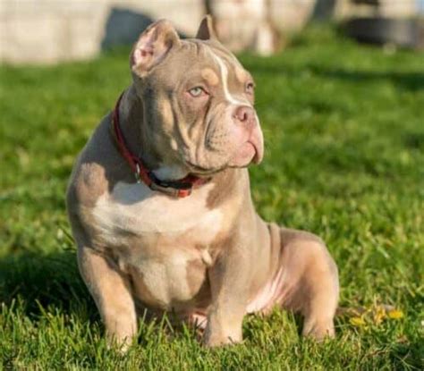 American Bully Micro Conhe A Esta Ra A Ador Vel