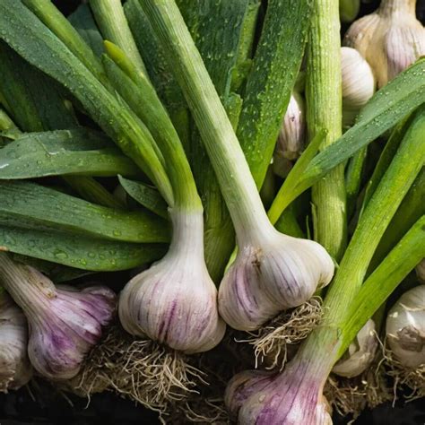 How To Grow Garlic Plantinfo
